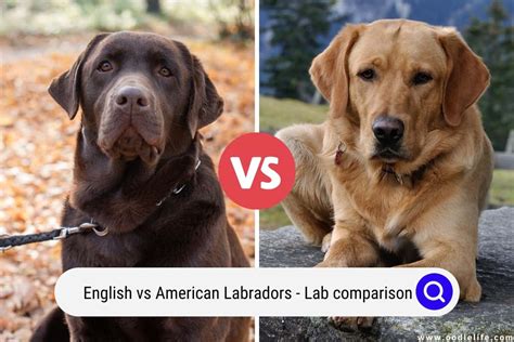 Whats The Difference Between An American Lab And An English Lab