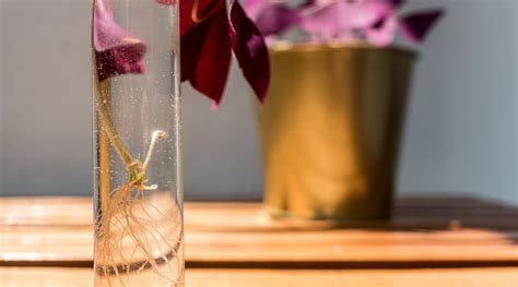 11 Tips For Growing Beautiful Oxalis Flowers In Pots Or Containers