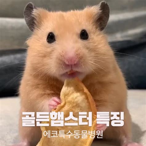 햄스터키우기 골든 햄스터의 모든것 골든 햄찌 알아보기 네이버 블로그