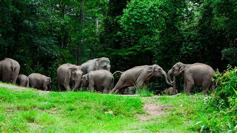 Best Travel Guide To Khao Yai National Park Ecological Gem