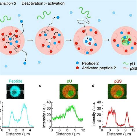 phase transitions in active multiphase droplets under kinetic control