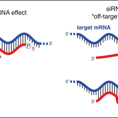 A Chemical Nucleotide Modifications Blue Arrows Heterocyclic Base Download Scientific