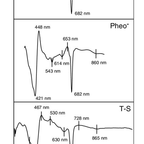 Room Temperature Single Flash Detected Absorbance Difference Spectra Of