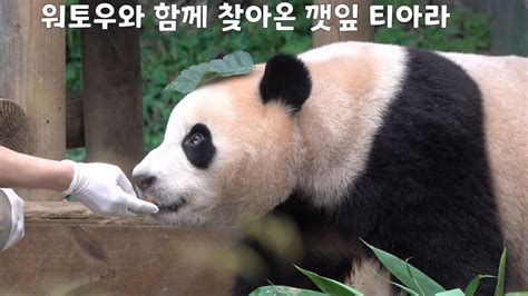 에버랜드 판다 작은 할부지가 주시는 워토우 냠냠 하며 잠시 방심할때 어느새 머리위에 올려진 깻잎 티아라 낮잠자는