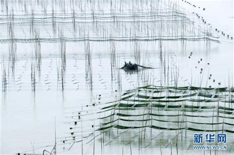 福建霞浦海上农场紫菜丰收 中国扶贫在线 国家扶贫门户