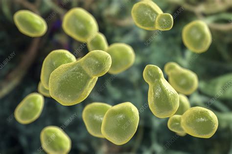Cryptococcus Neoformans Fungus Illustration Stock Image F033 8656