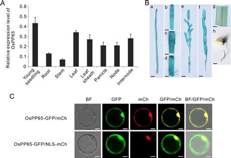 The Expression Patterns Of OsPP65 In Different Rice Tissues And Its Download Scientific Diagram