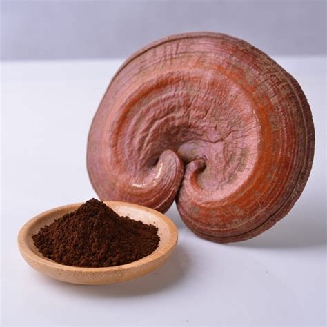 The Effect Of Glossy Ganoderma Spore Powder Boherbs Co Ltd