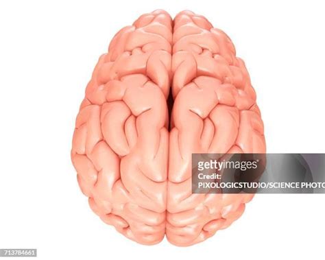 Brain Overhead Photos And Premium High Res Pictures Getty Images