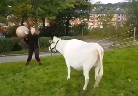 Cow Plays Fetch With Owner Video Goes Viral