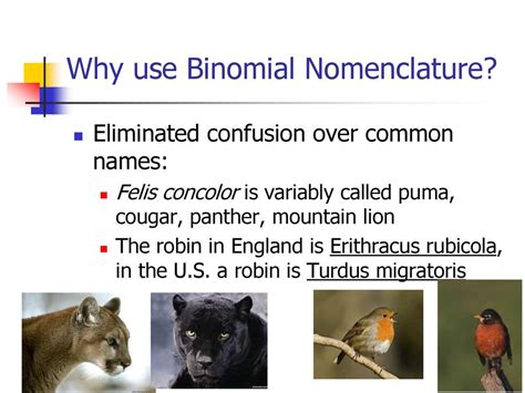Taxonomy And Binomial Nomenclature Ppt Download