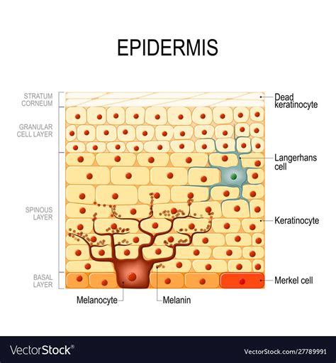 Epidermal Skin Cell