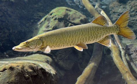(Esox Linnaeus, 1758) Род Эсоксы, Щуки, Genus Esox Linnaeus, 1758 ...
