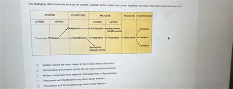Solved The Phylogeny Chart Shows The Evolution Of Camels Camelus Is The Modern Day Camel