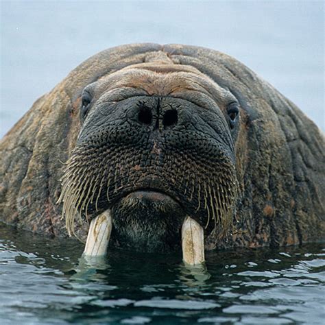 Pacific Walrus Marine Mammal Commission