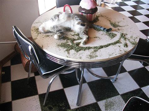 Heres Why Cats Go Crazy For Catnip Meowingtons