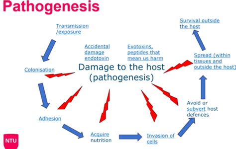 Bacterial Pathogenicity 1 Flashcards Quizlet