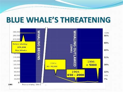 Endangered Animal Species Blue Whales