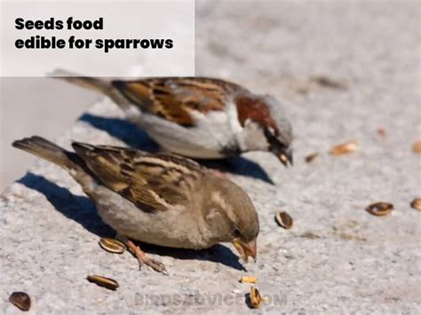 What Do Sparrows Eat A Complete Guide Of Feeding Sparrows