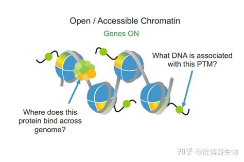 染色质是什么？是如何参与调控的？ 知乎