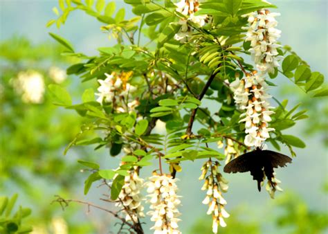 2019新密九里山槐花节盛大开幕房产资讯河南商报网