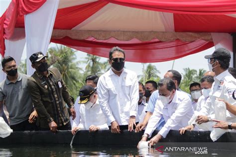 KKP Jadikan Aceh Timur Sentra Produksi Udang Vaname ANTARA News