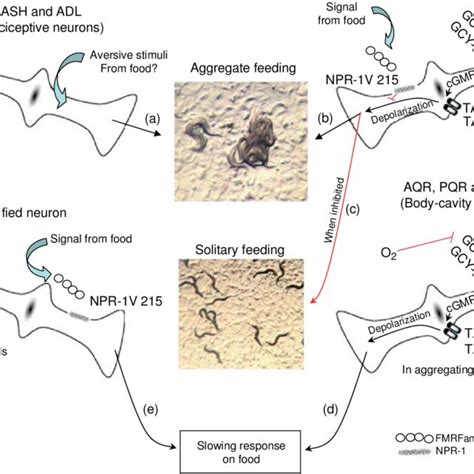 A Neurogenetic Model Of Food Related Behaviours In C Elegans Arrows