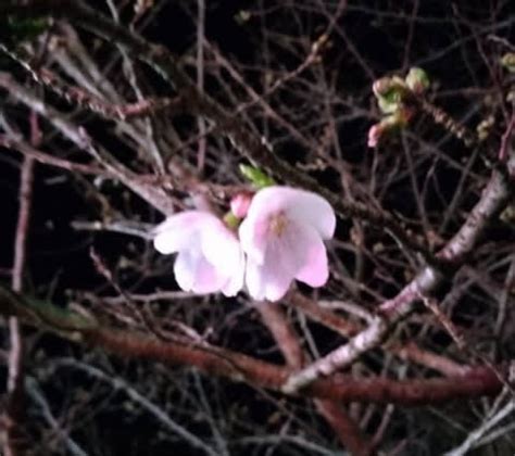 ほぐれる 栄子ママの箏だより