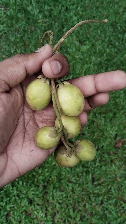 Gaduguda ගඩුගුඩා Srilankanfood Fruit Srilanka Gaduguda Youtube