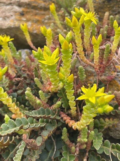 How To Grow Sedum Acre Earthone