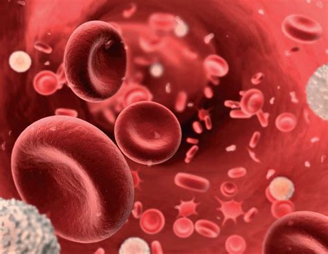 La Sangre qué es Características función fisiología tipos y mucho más