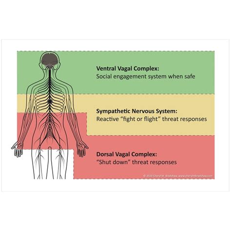 Polyvagal Theory Diagram