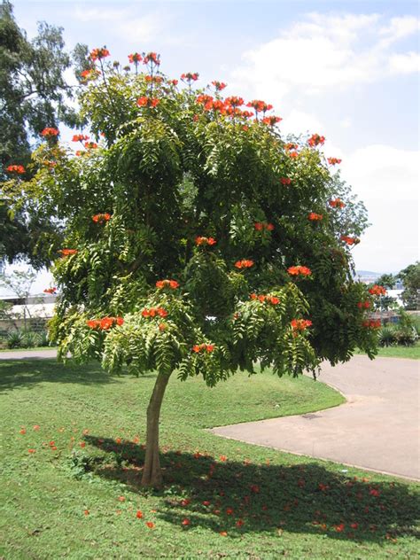 West African Plants A Photo Guide Spathodea Campanulata Pbeauv