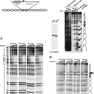 Analysis Of Transcription From The Naked DNA Template And From The