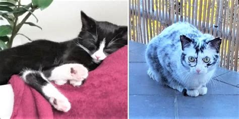 How To Tell The Difference Between Torbie Tortie Calico And Tabby