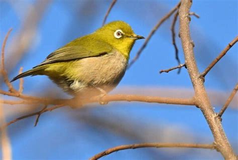 舞岡公園 鳥見ノート