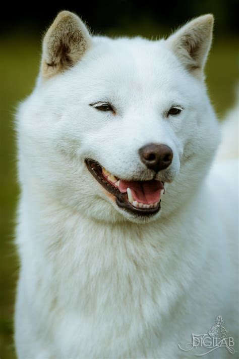 Hokkaido portré 北海道犬 犬 北海道