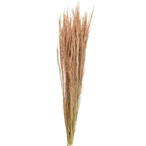 Uk Red Bent Grass Agrostis Dry Grass Red Brown 65cm 80g