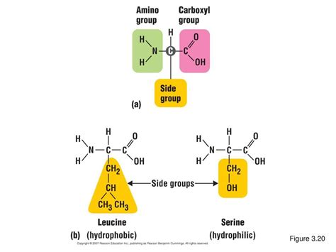 Chapter 3 The Molecules Of Life Ppt Download