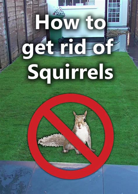 How To Get Rid Of Squirrels From Your Garden Fasci Garden