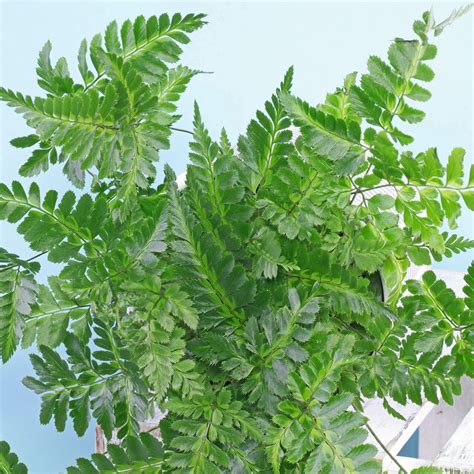Lederfarn Rumohra Adiantiformis