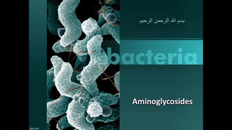 12 Aminoglycosides Youtube