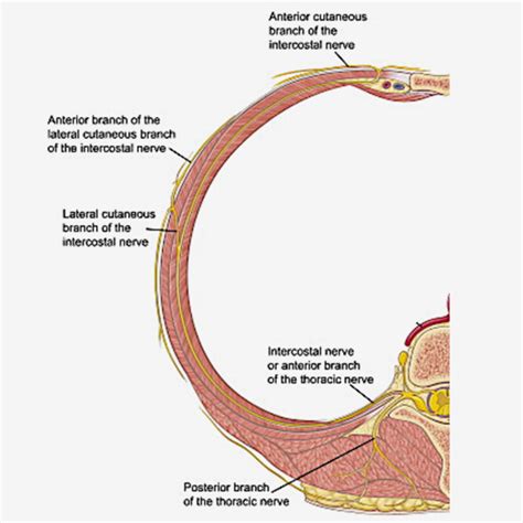 Trigger Point Peripheral Nerve And Joint Injections Rib Injury Clinic