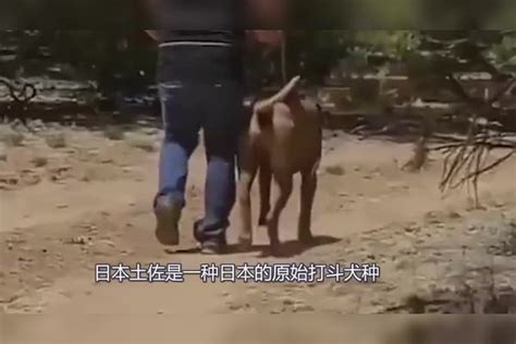 中国藏獒和日本土佐犬打架主人一拍手掌立马反攻一招秒杀 手掌 主人 藏獒