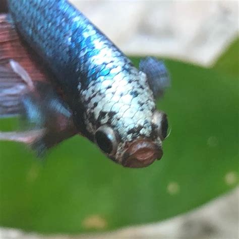 Annoying Younger Sibling Starter Pack Rstarterpacks