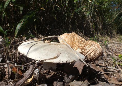 Amanita Neoovoidea