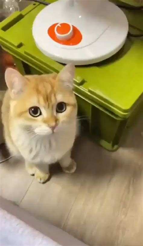 Catexe Has Stopped Working Rdumplingmeme