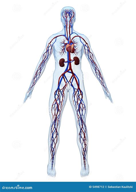 Système Cardio vasculaire Photographie stock Image 5498712