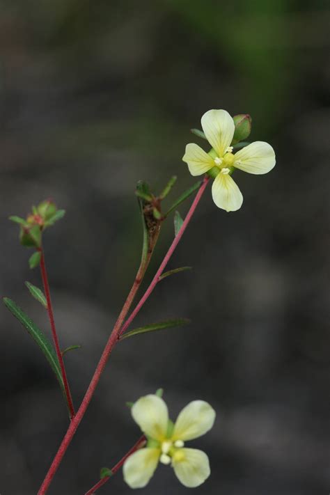 Native Florida Wildflowers Narrow Leaved Primrosewillow Ludwigia