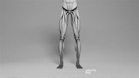 Belnder Rigged 완전한 남성 여성 해부학 팩 V7 3d 모델 Turbosquid 2154282